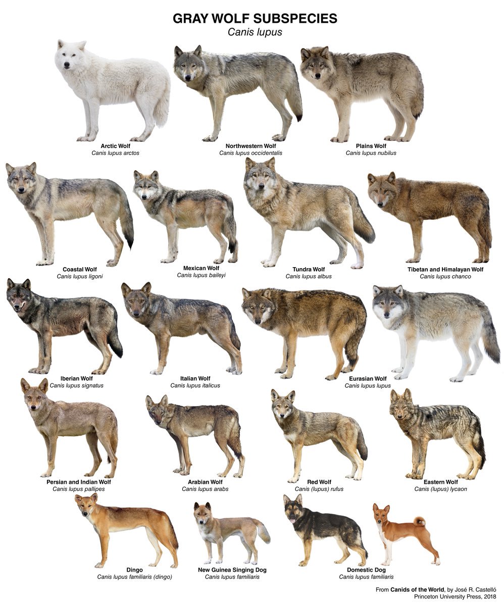 Gray Wolf Timeline