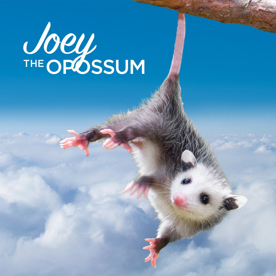 Art & Collectibles Sculpture Figurines Sky Possum etna.com.pe