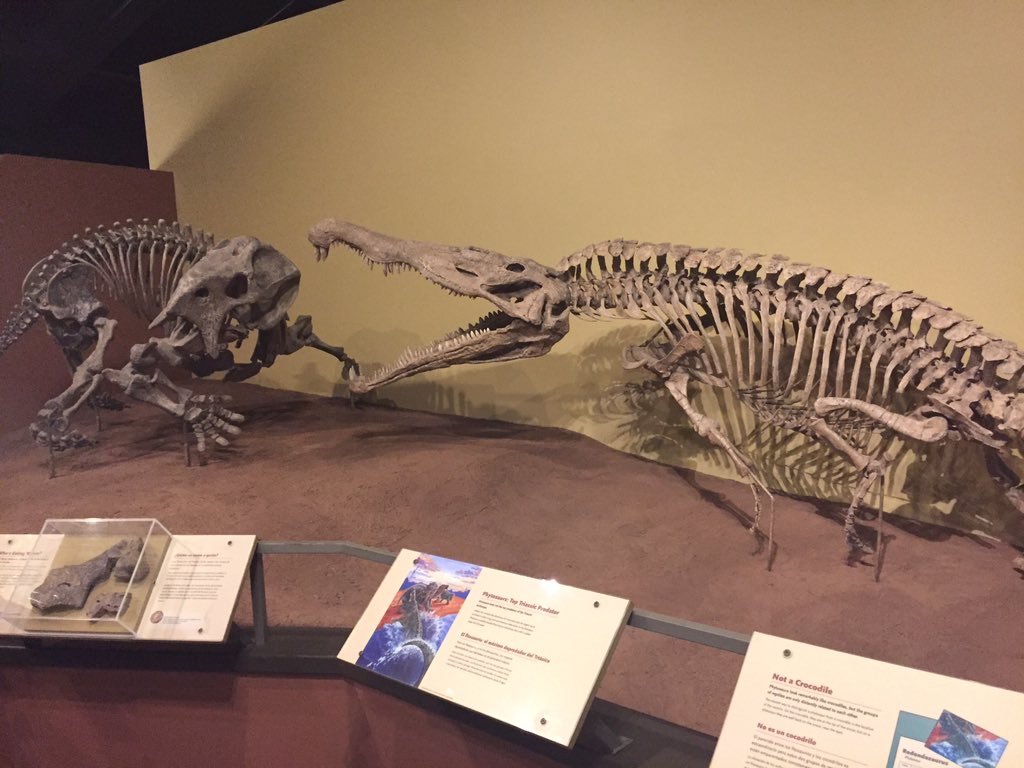Redondasaurus Skull