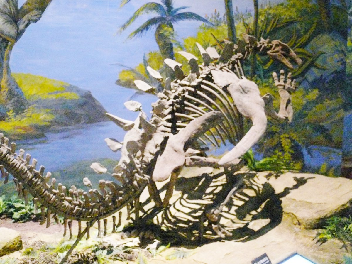 Gigantspinosaurus Fossil