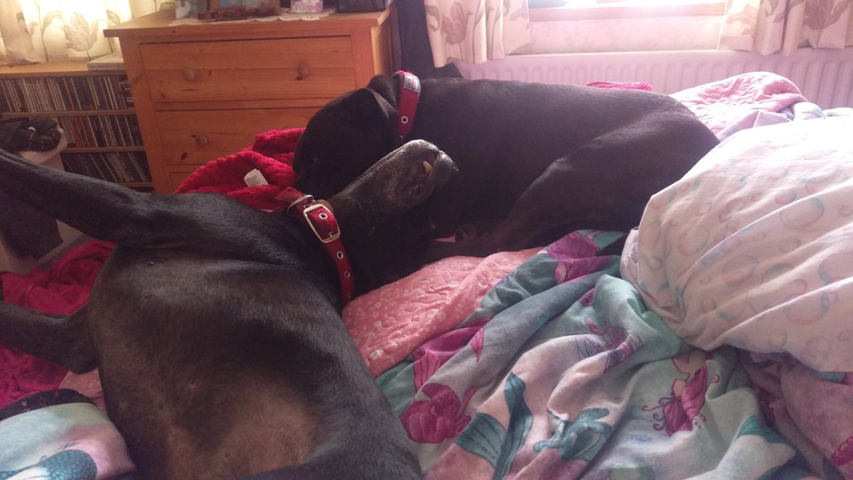 PDSA on Twitter: "BOOP! Does anyone else have a slobbery doggo 'alarm' to wake them up every ...