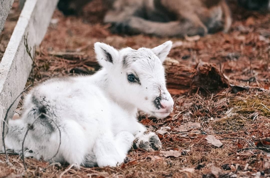 Baby Reindeer