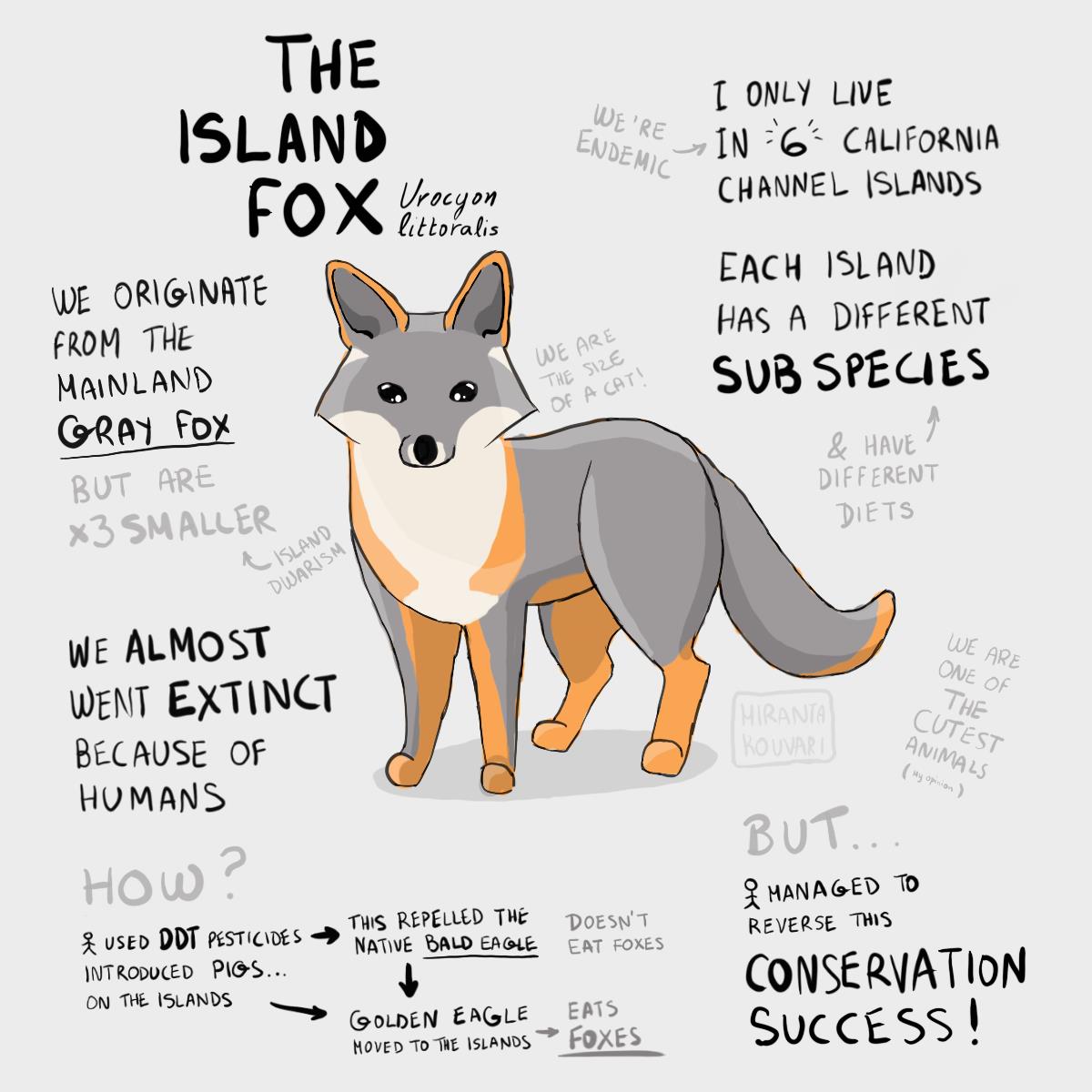 Island Fox Drawings