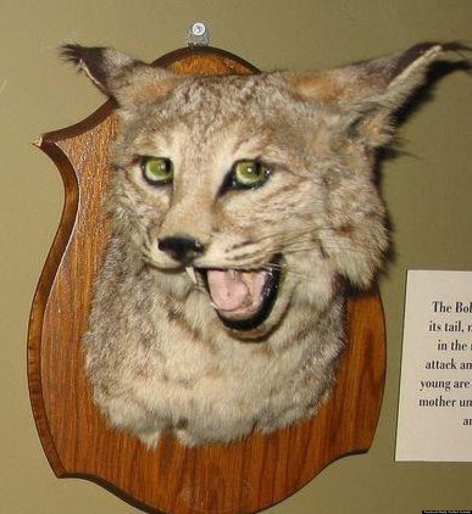 Taxidermy Funny