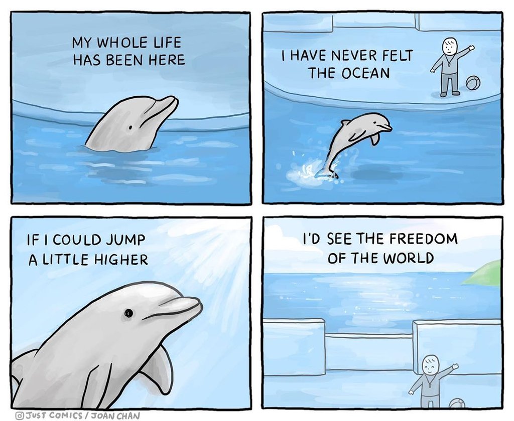 Dolphins In Captivity