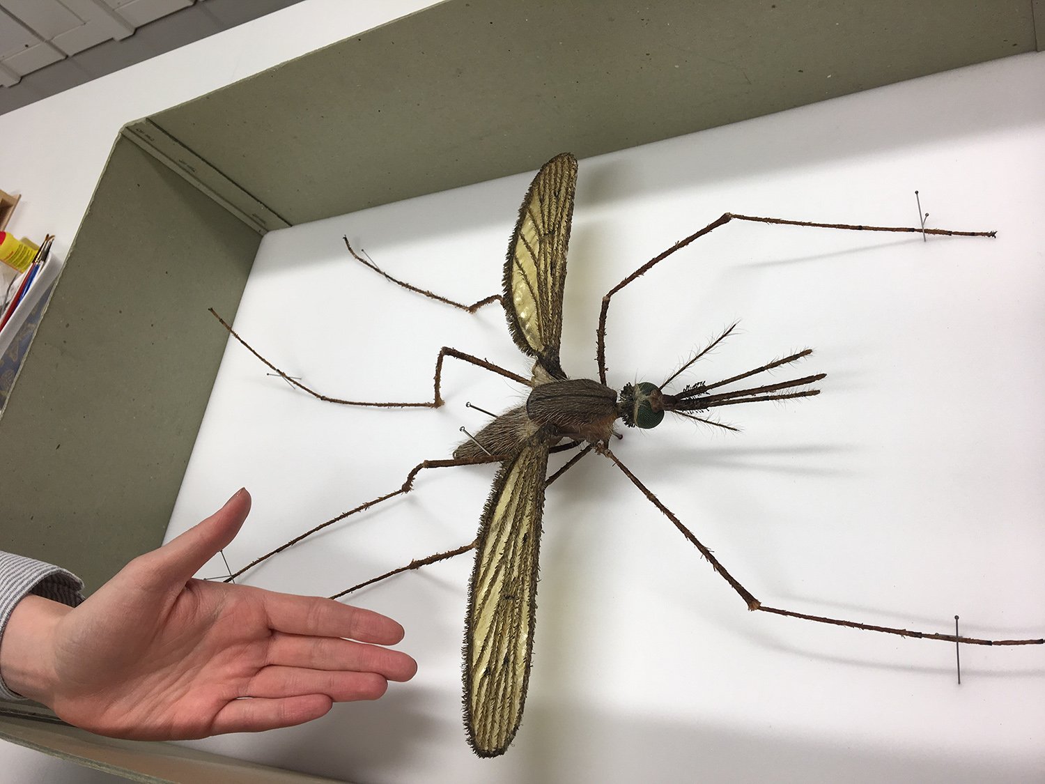 Biggest Mosquito In The World