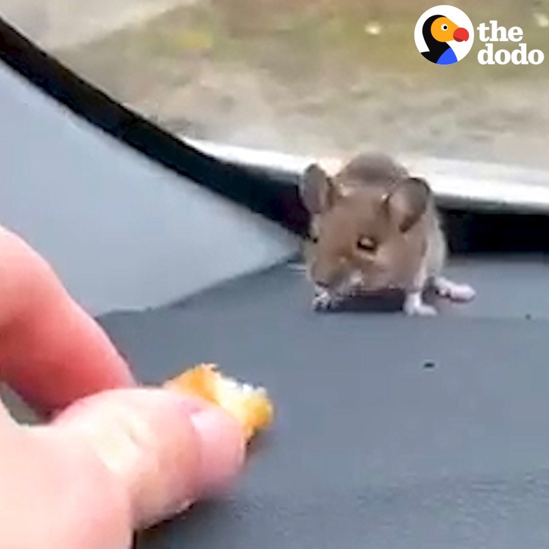 Field Mouse Memes Mouse Meme 2 By SuperMarioFan65 On DeviantArt