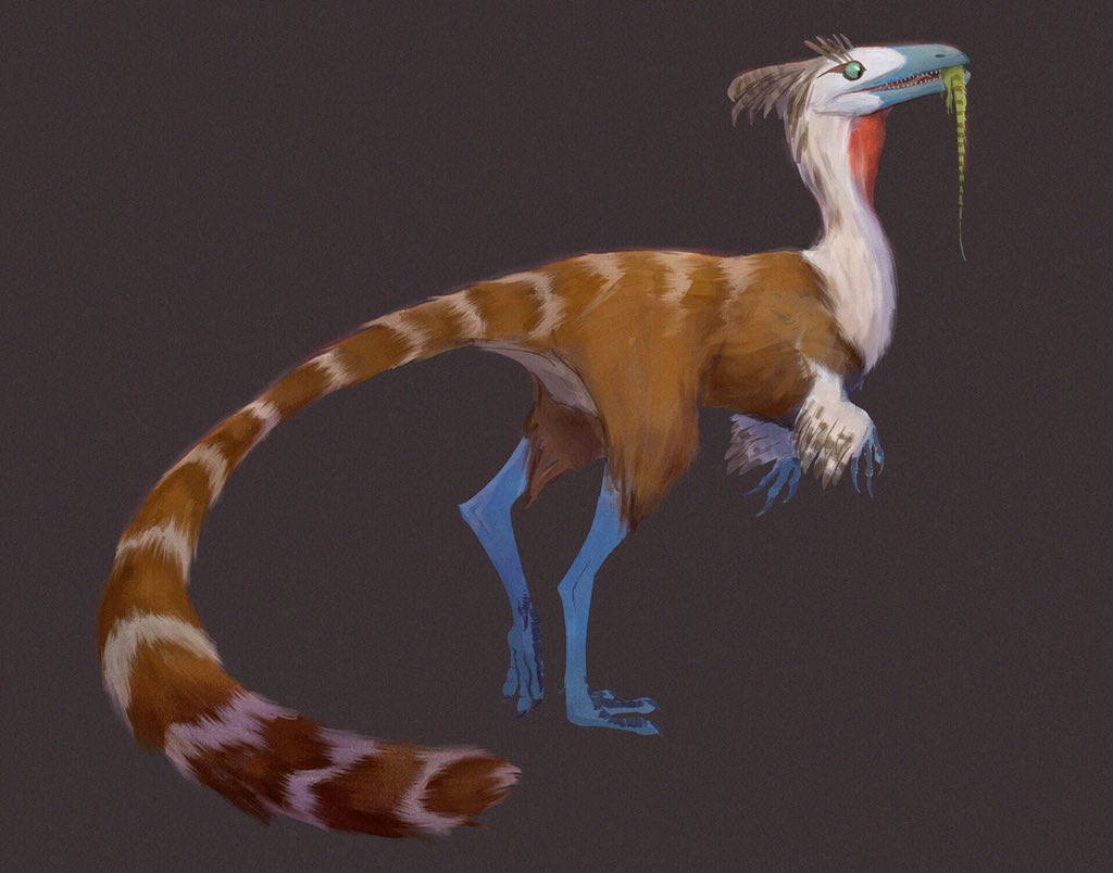 Conchoraptor