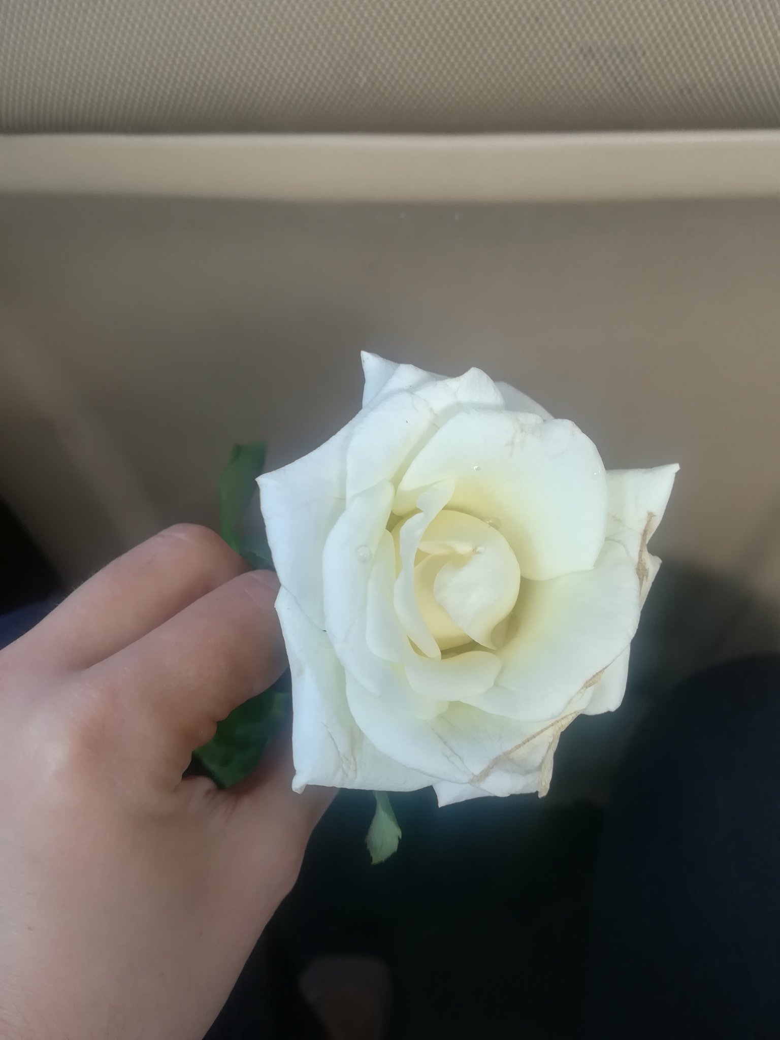 Rosas Rosadas Y Blancas Tumblr