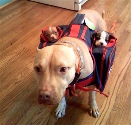 Subwoofers Dog