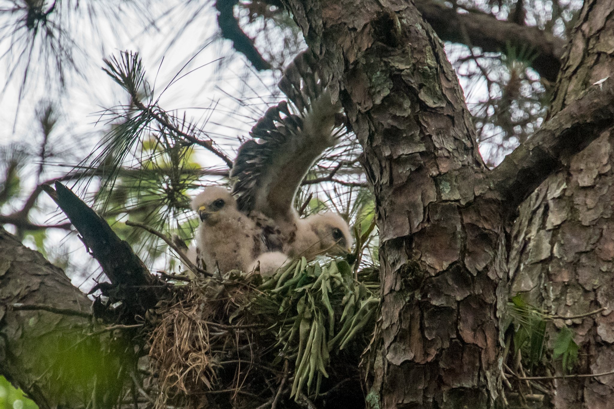 Babyhawk Bird On Branch