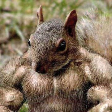 Buff Chipmunk
