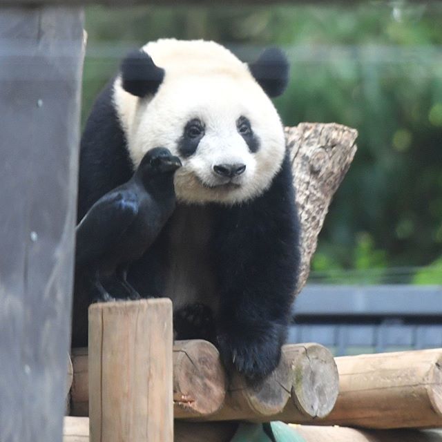 毎日パンダ on Twitter: "2019.05.15 #上野動物園 #パンダ #シャンシャン #uenozoo #giantpanda #panda #xiangxiang https ...