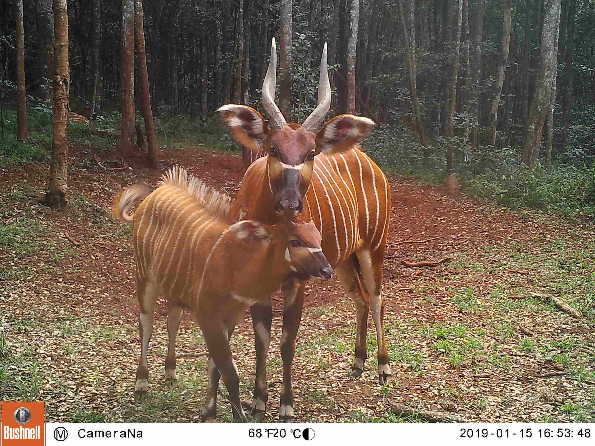 Tusk on Twitter: "Great #conservation news! Camera trap images from the our project partners ...