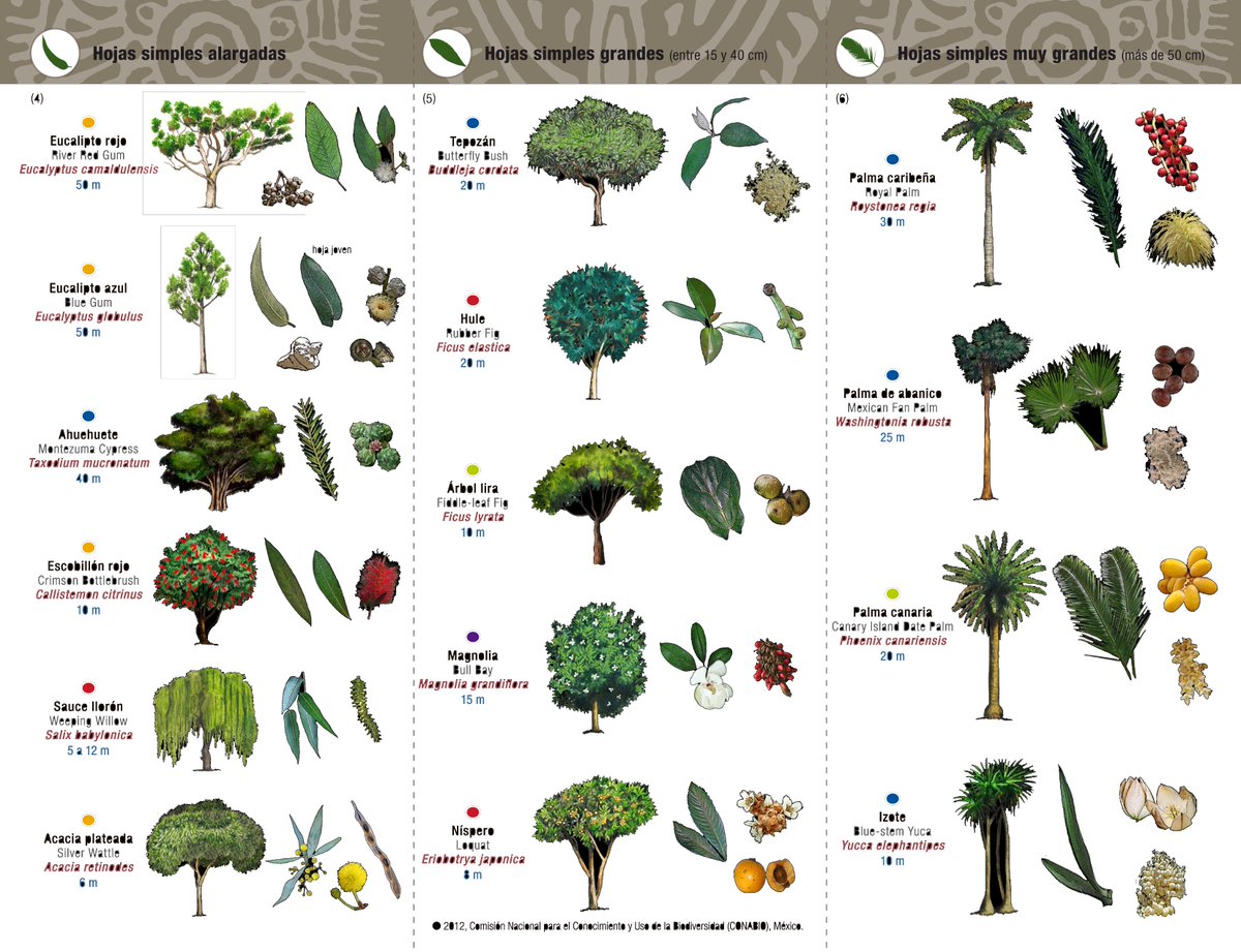 Details 48 Tipos De árboles Para Reforestar En México Abzlocal Mx