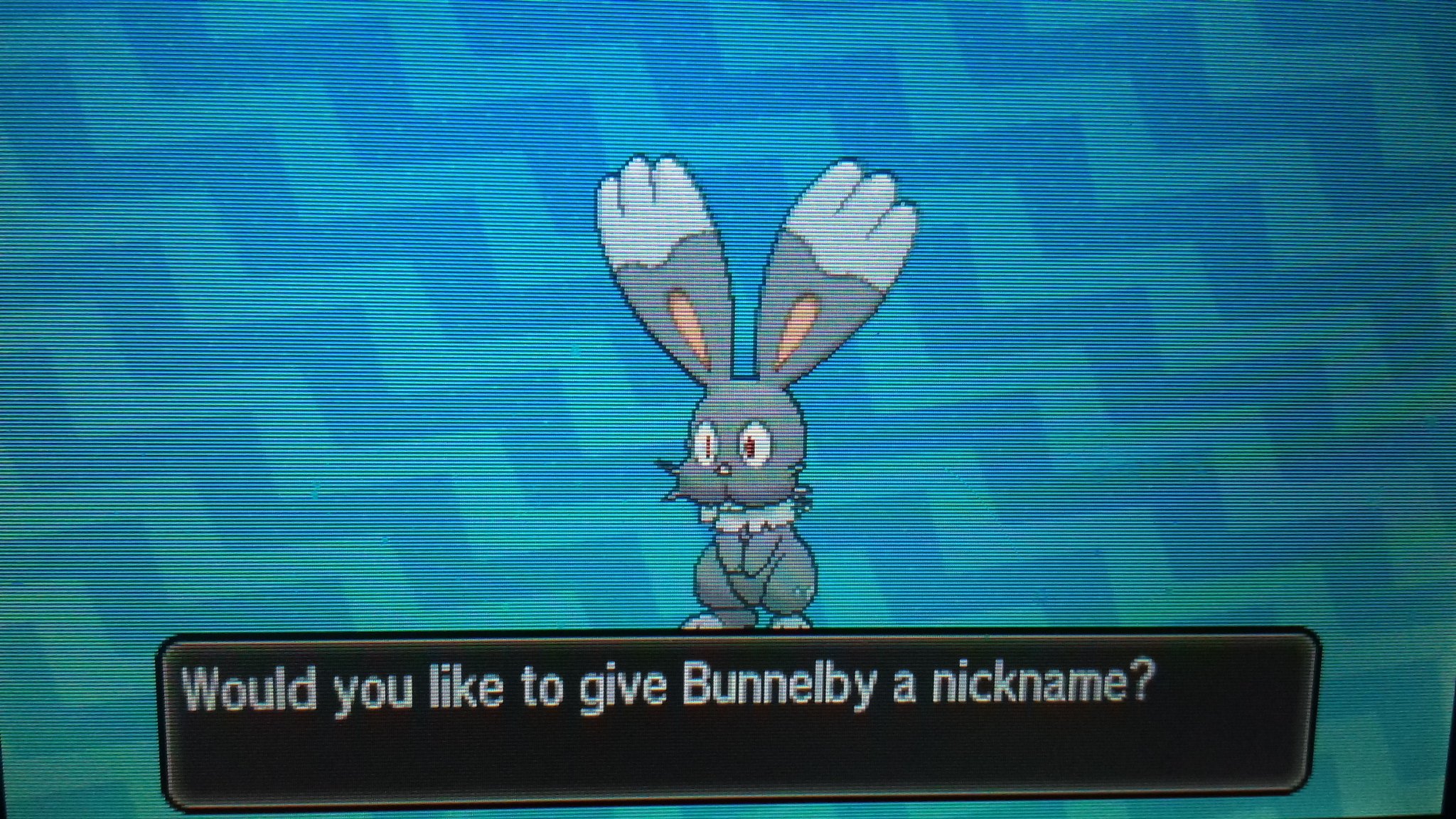 Shiny Bunnelby