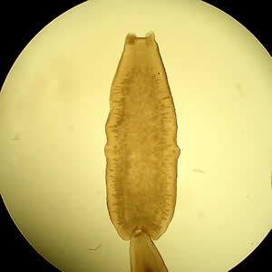 Flea Tapeworm Egg