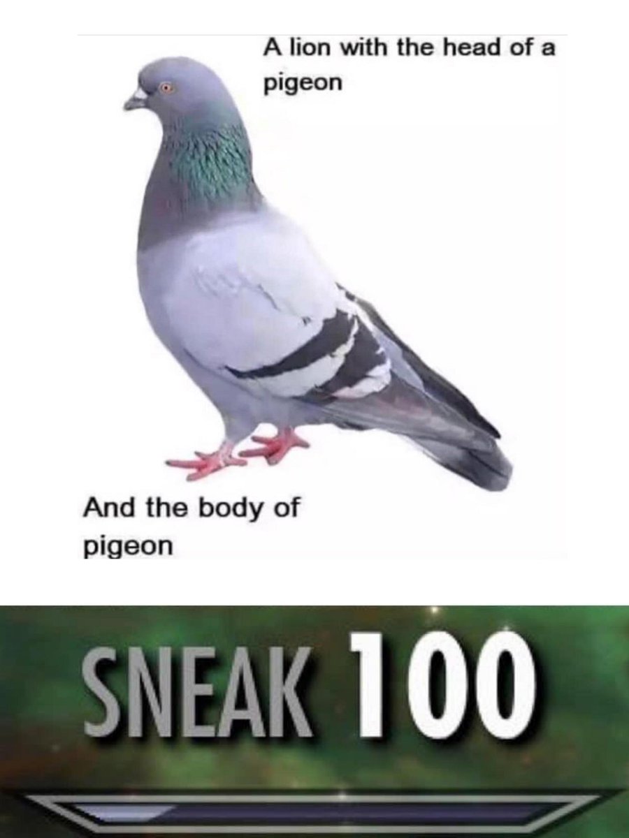 Funny Pigeon Meme