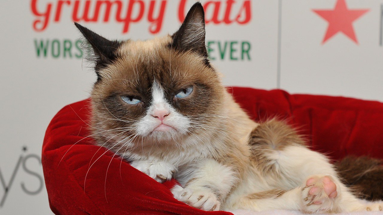 Smiling Grumpy Cat