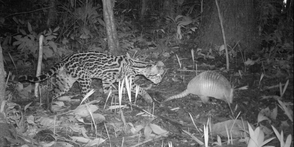 Ocelot Eating Fish