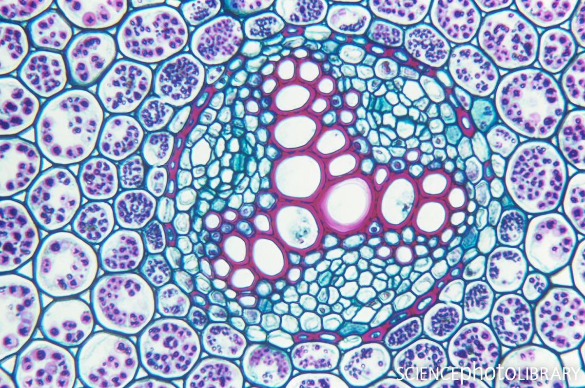 Ranunculus Root Cross Section