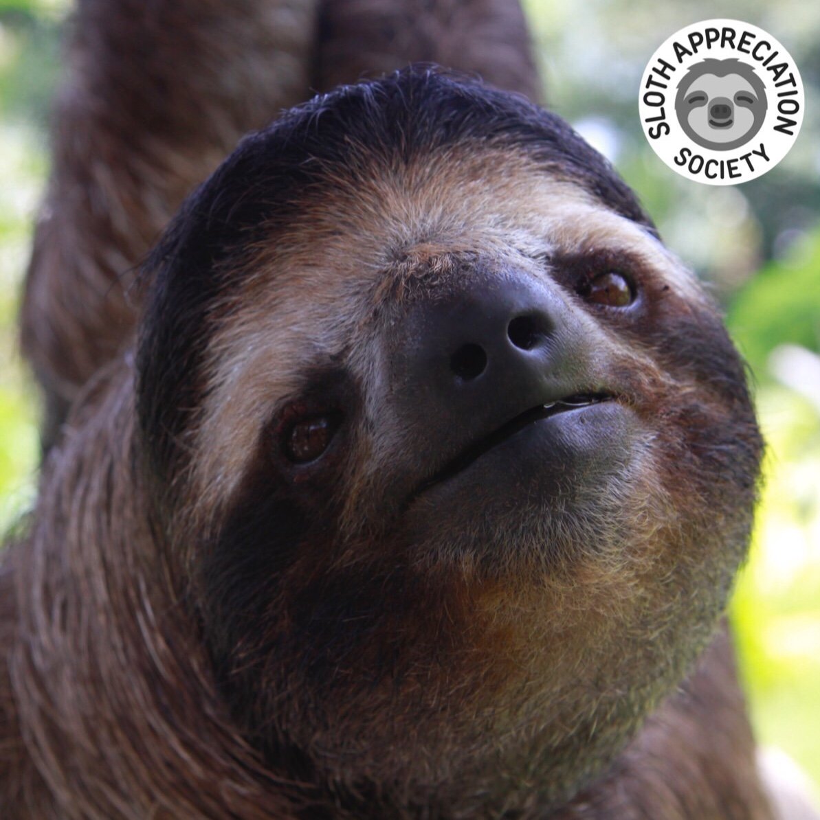 Sloth Mouth