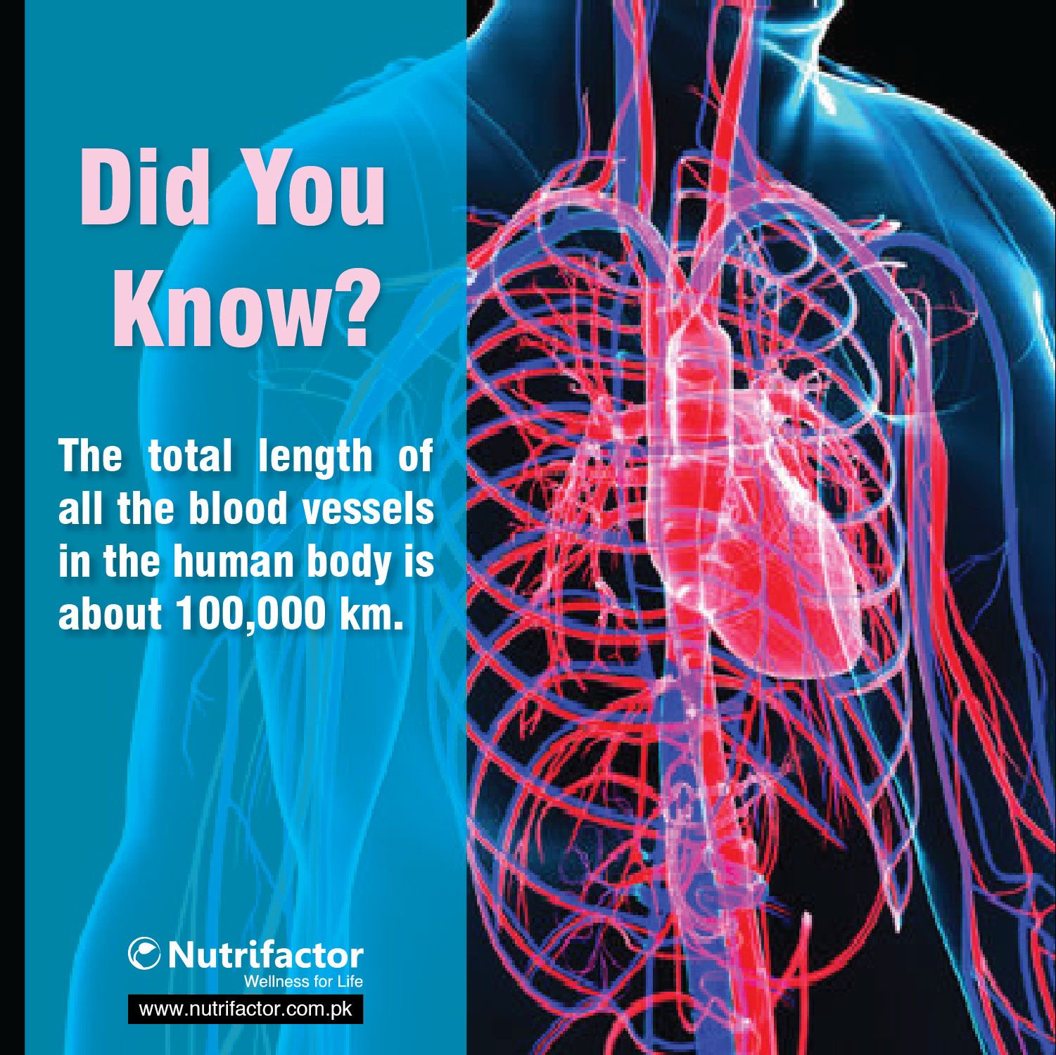 Total Blood In The Body