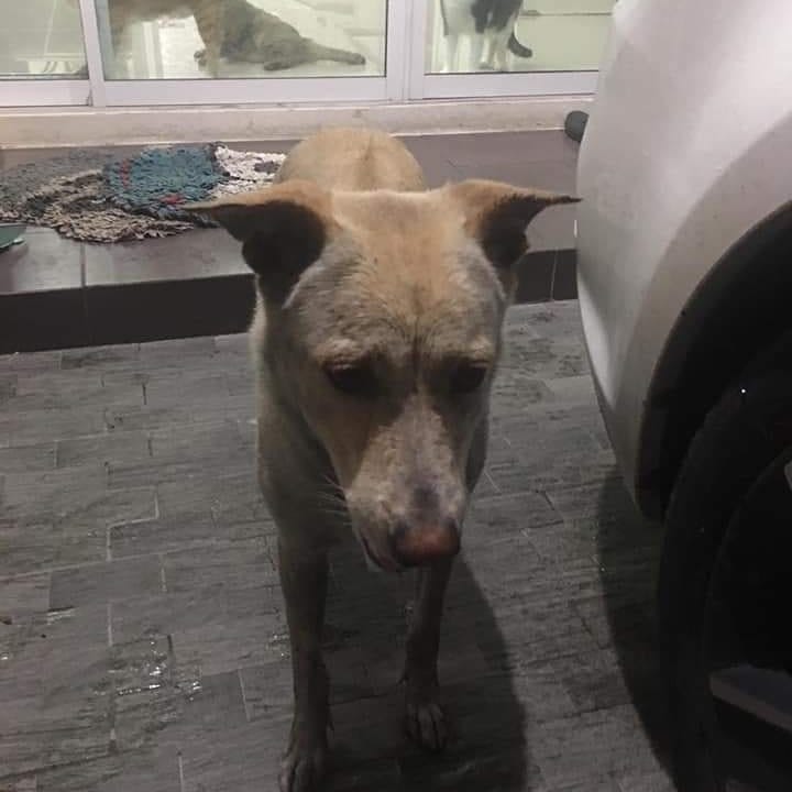 JS100 on Twitter: "สุนัขพลัดหลง พลเมืองดีพบบนถ.รามคำแหงที่แยกลาดบัวขาว เมื่อ 28พ.ค 62 เวลา 22.30 ...