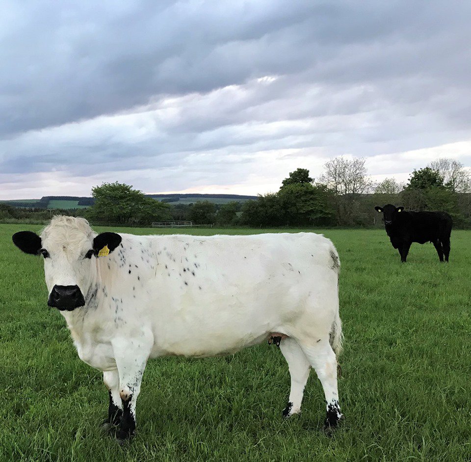 Vaynol Cattle