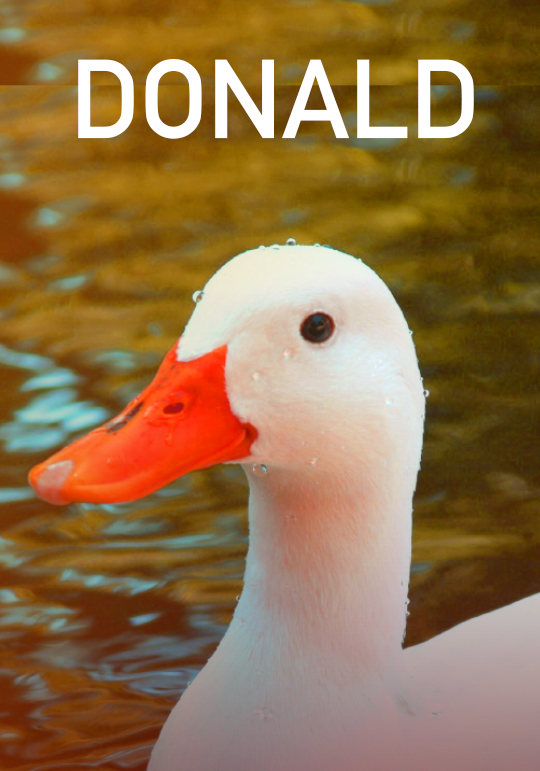 Joseph Gribbin / cohost: @josephgribbin (@JoGribbin) さんのイラスト・マンガ作品まとめ ...