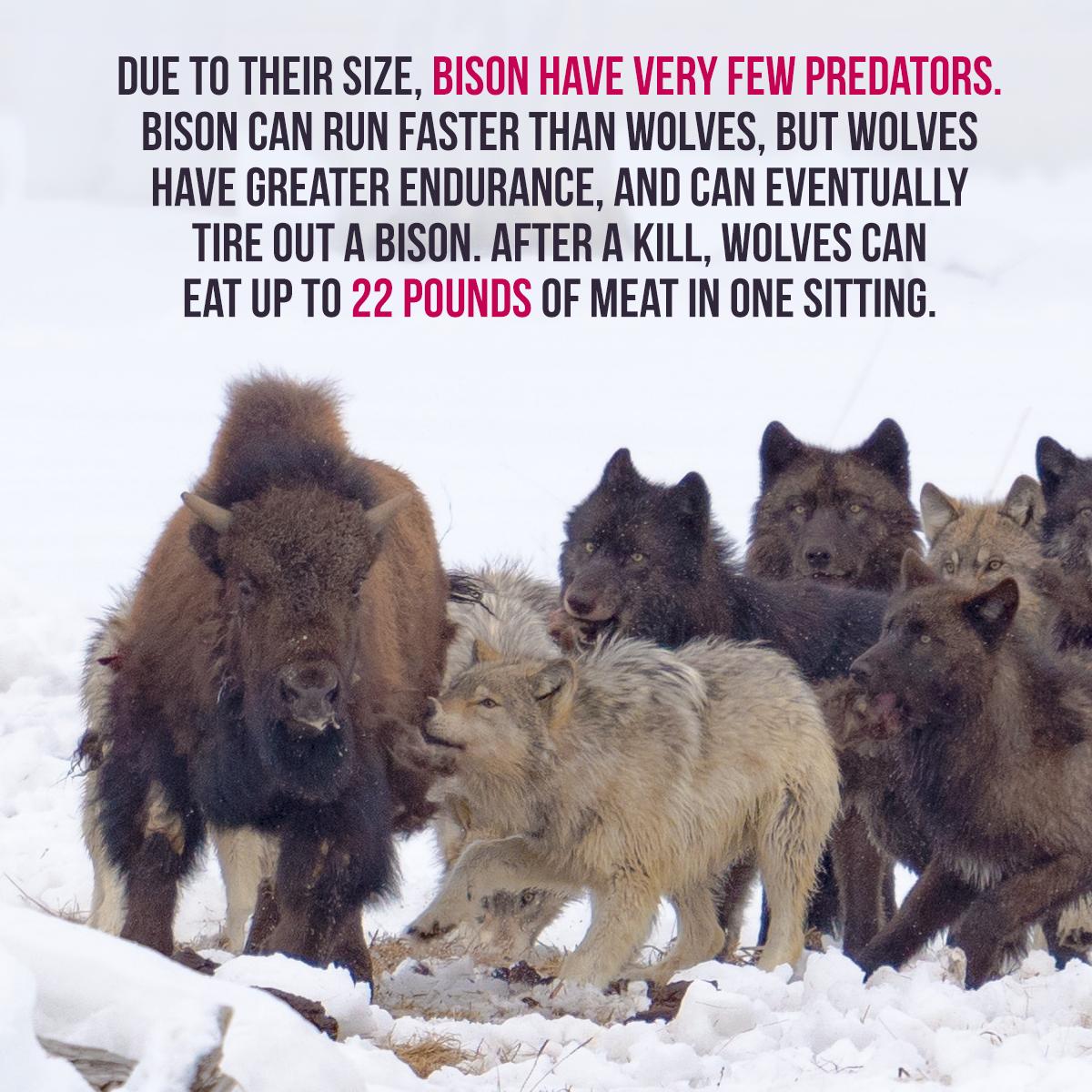 Bison Running From Wolves