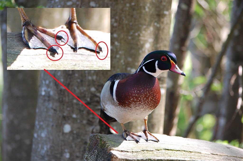 Wood Duck Feet