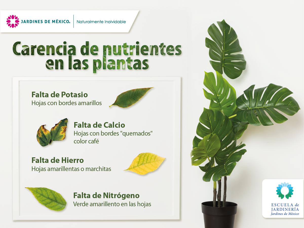 Mirilla pakistaní Previamente hojas con bordes amarillos Raramente ... Mirilla pakistaní Previamente hojas con bordes amarillos Raramente ...