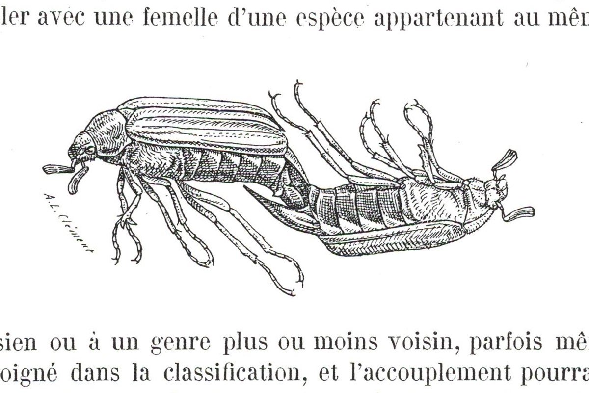 How Do People Mate Diagram