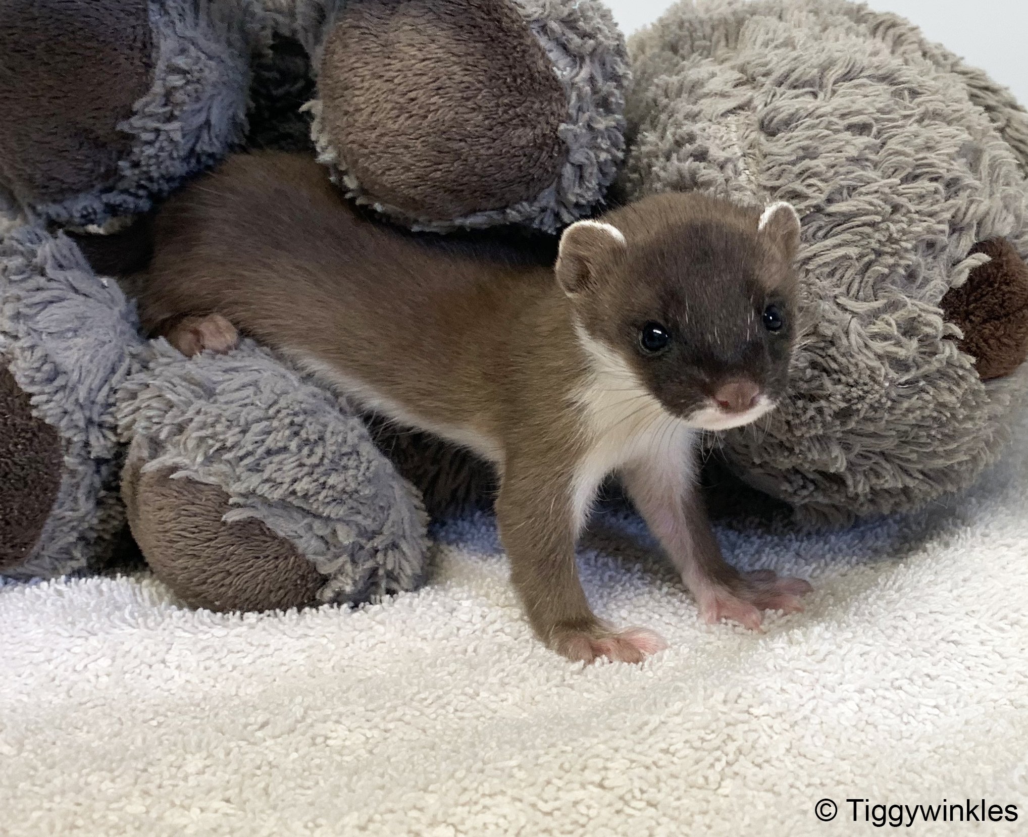Baby Ermine