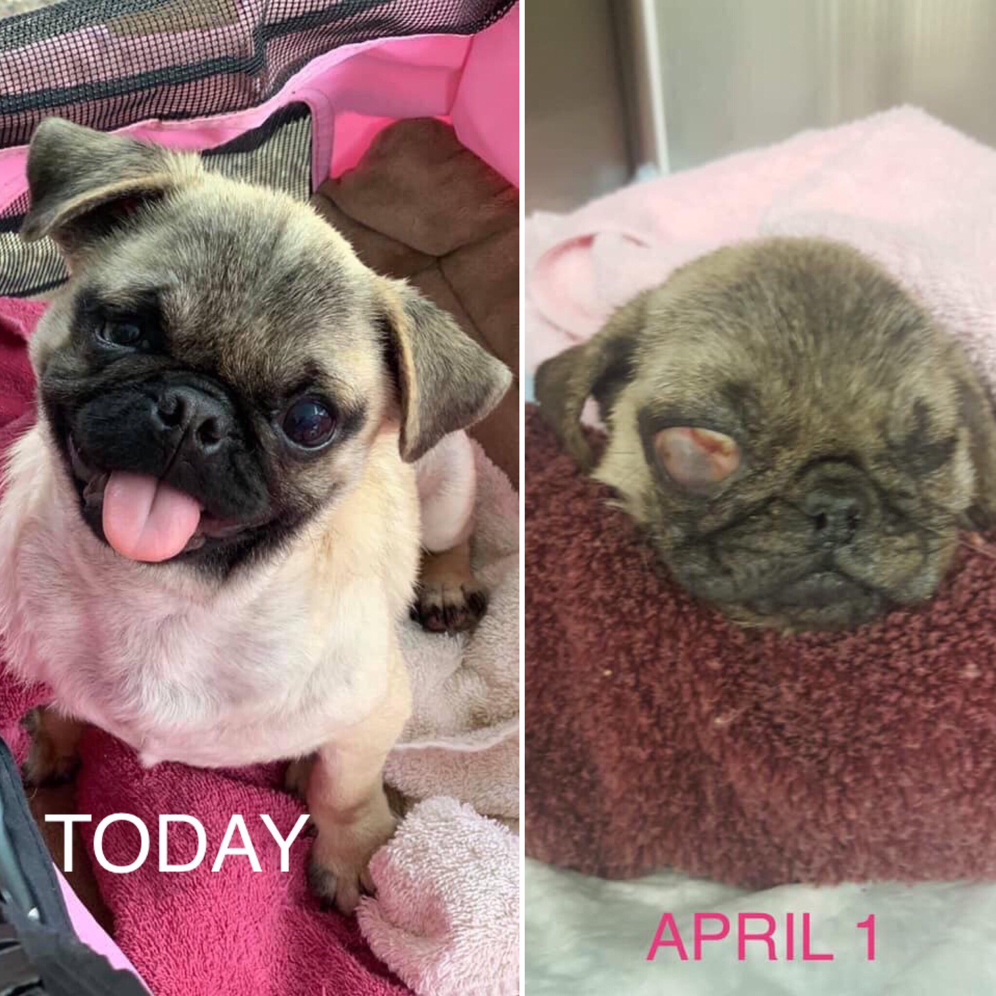Pug Puppy Rescue In Texas