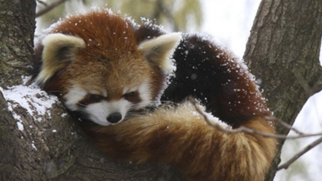 Red Panda Curled Up