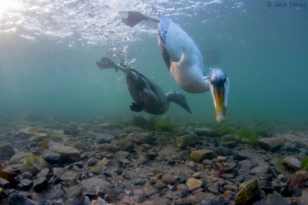 Duck Swimming Underwater