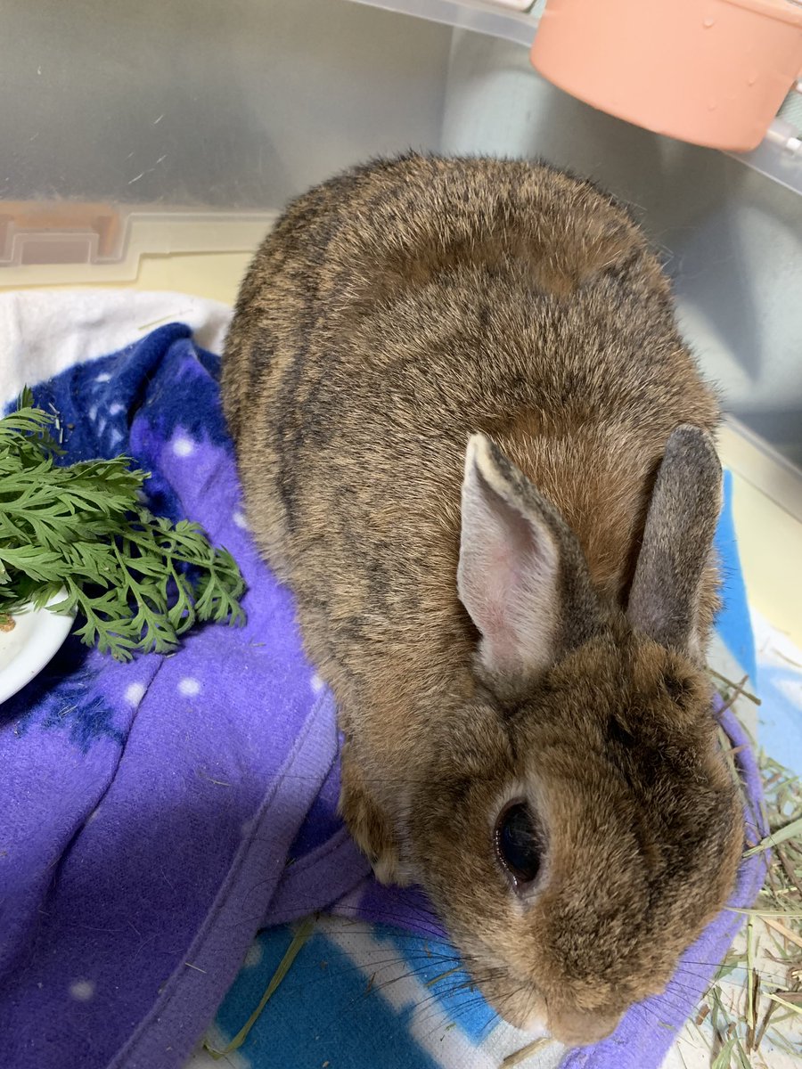 ann 2019 | Anne, Animals