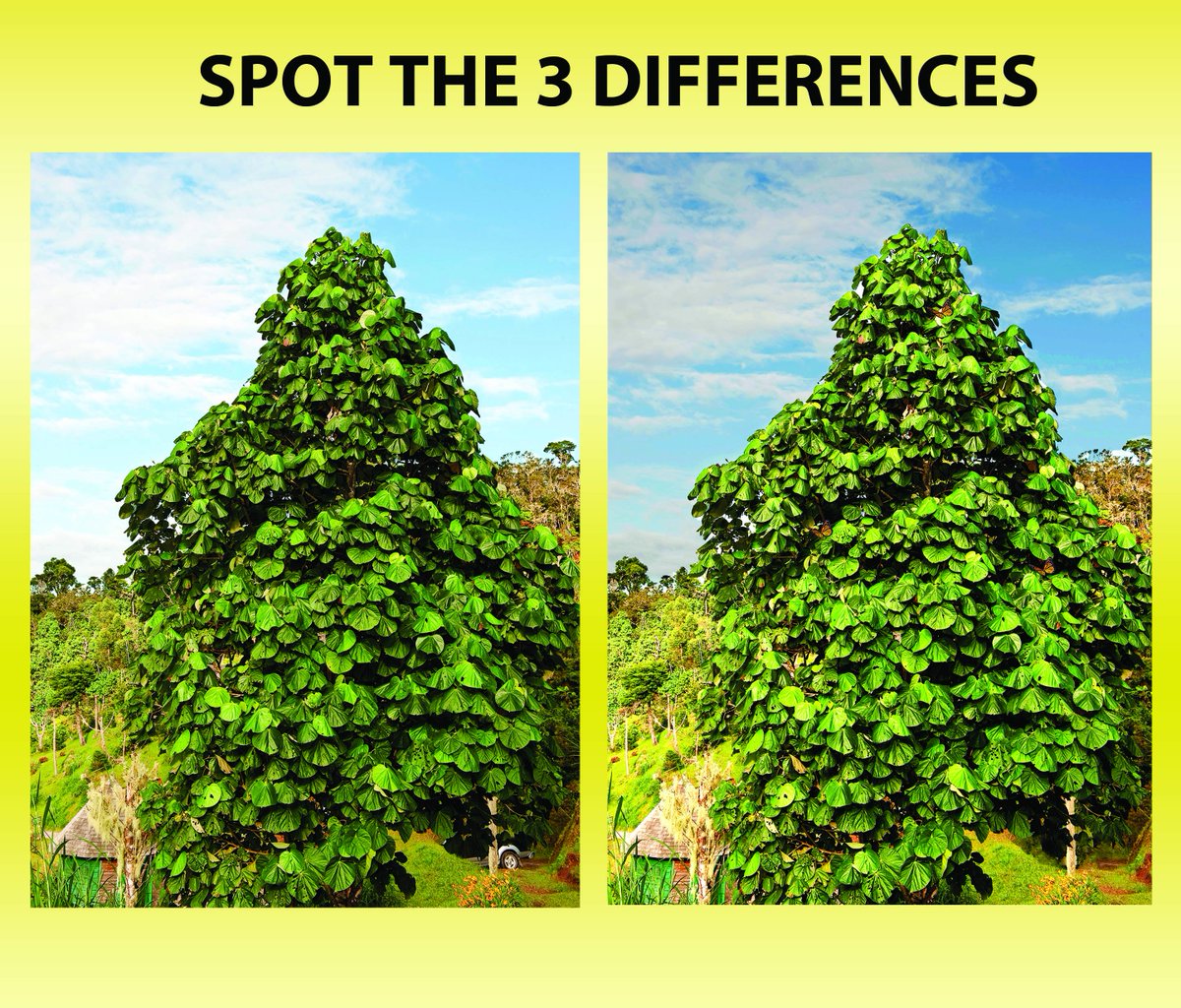 Jamaican National Tree