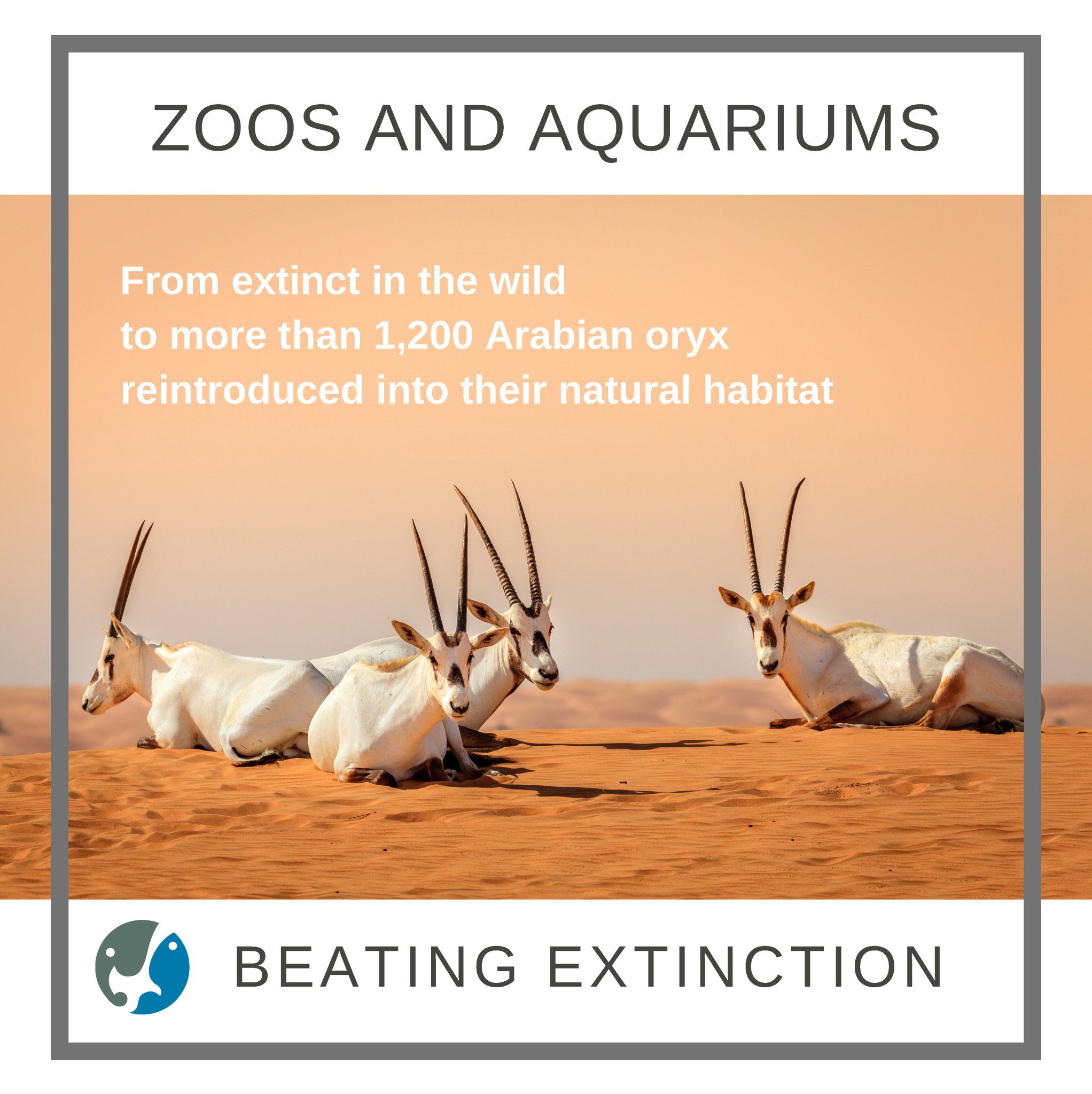 Arabian Oryx Habitat