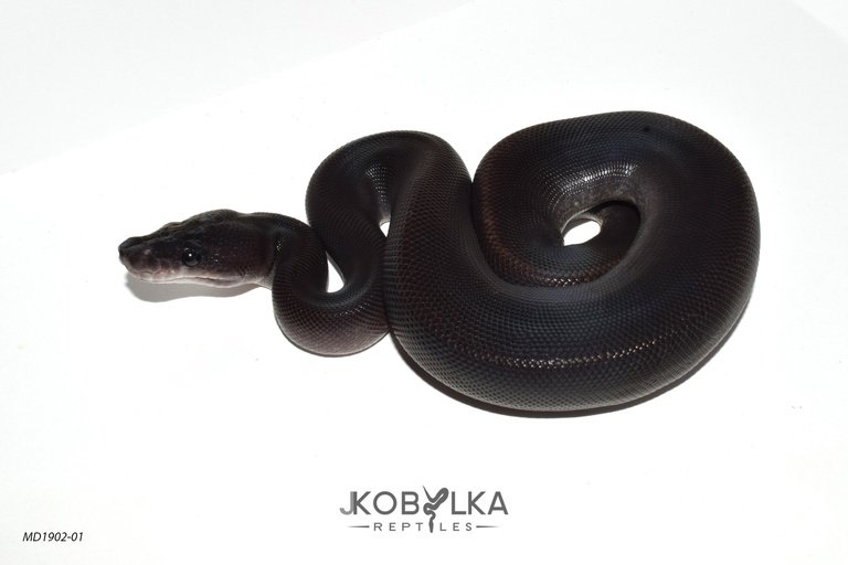 Mahogany Ball Python Morphs