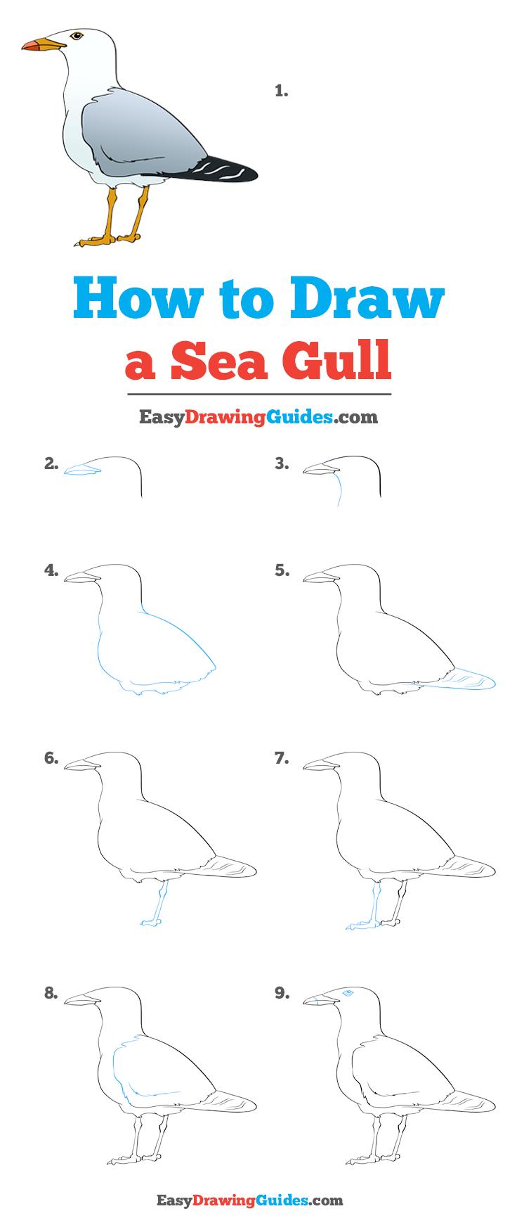 Gull Drawing