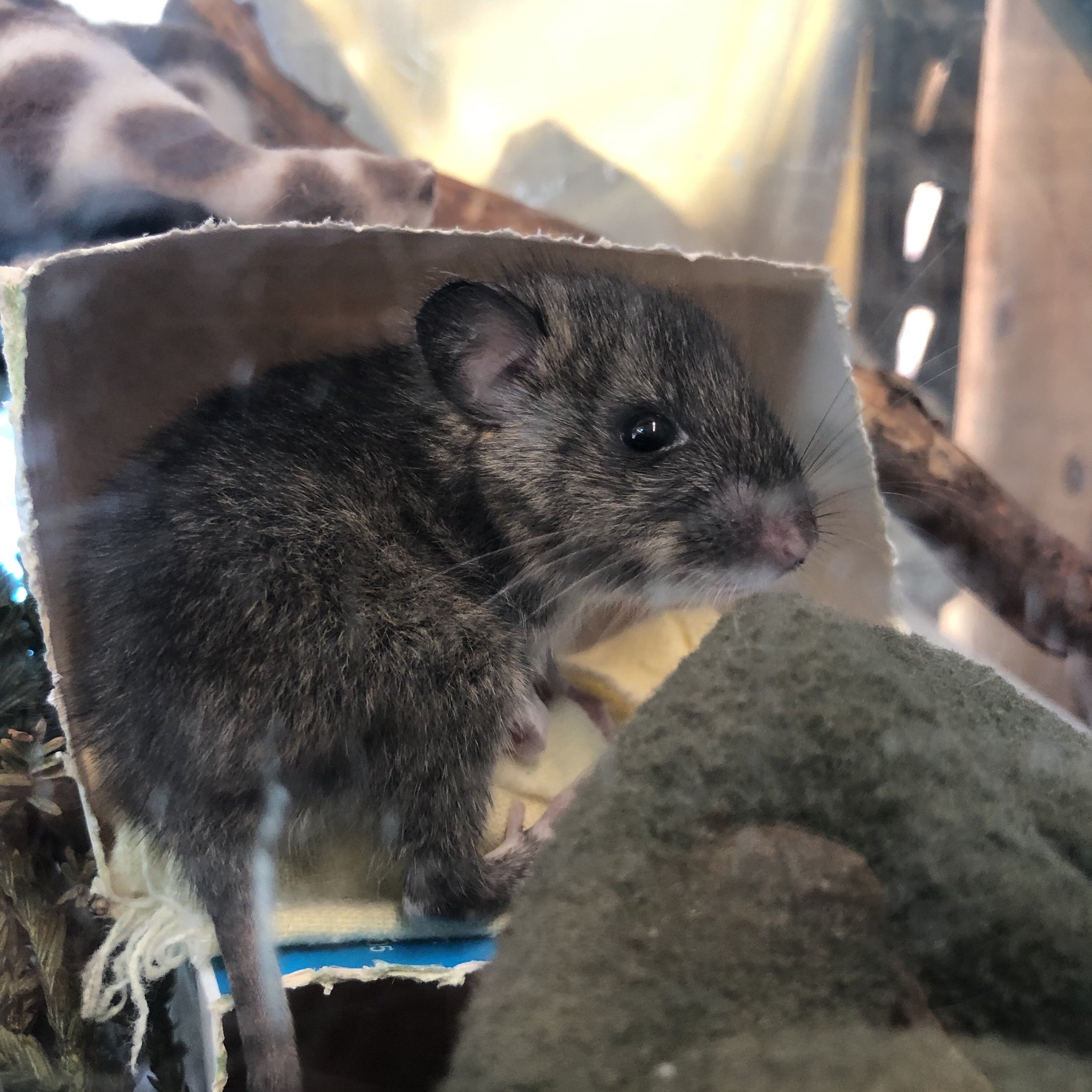 Dusky Footed Woodrat