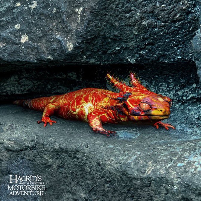 Salamander Harry Potter