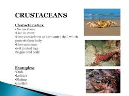 Crustacean Examples
