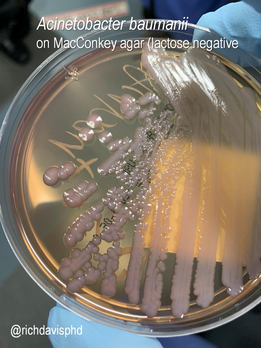 Acinetobacter On Macconkey Agar