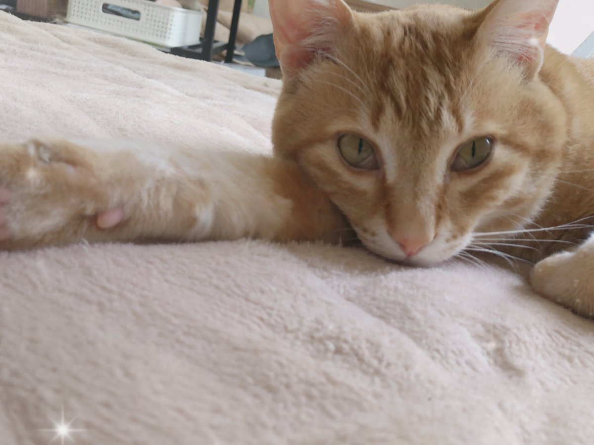 LisaMoco (@moco_lisa) | Twitter