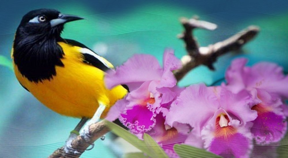 #23May | Venezuela celebra el día de la Orquídea y el Turpial - Diario ...