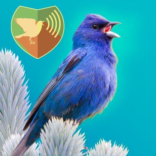 Cornell Lab on Twitter: "Games are a powerful learning tool, and Bird ...